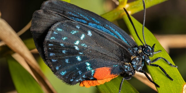 Rare butterfly rebounds in Florida after it was believed to be extinct ...