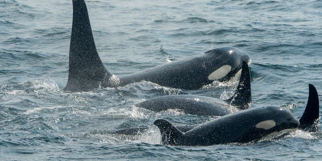 Endangered southern resident orca populations continue to drop, now at ...