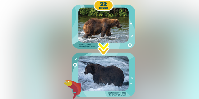 Alaska’s ‘Fat Bear Week’ underway to crown pudgiest bear ahead of ...