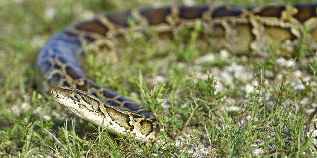 Florida man captures 28 Burmese pythons to win top prize in state's ... Florida man captures 28 Burmese pythons to win top prize in state's ...