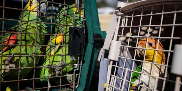 Rescuers save 275 parrots after sanctuary owners refused to evacuate ...