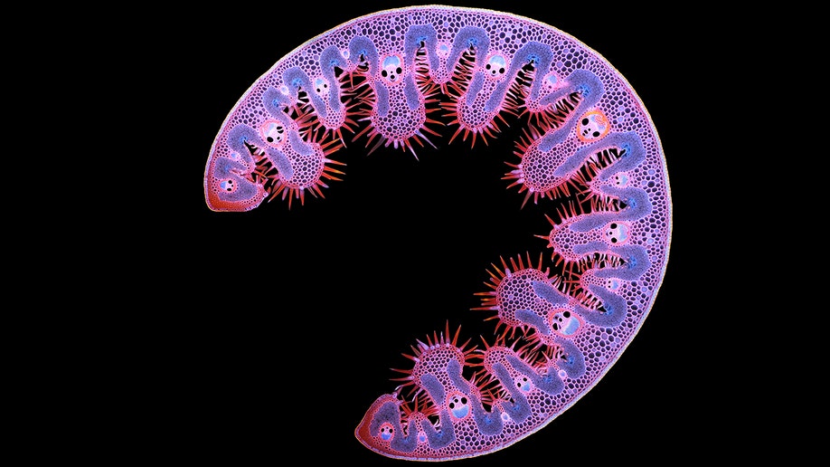 Photos that stun: 23 amazing pix of our living world from Nikon’s ...