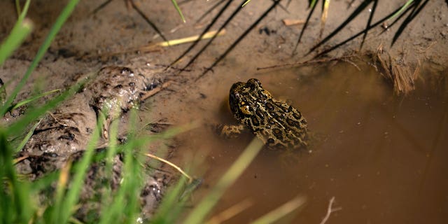 With NV toad now on endangered species list, fate of geothermal power ...