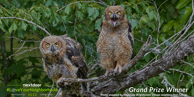 North Carolina owls photo wins top prize in national neighborhood pic ...