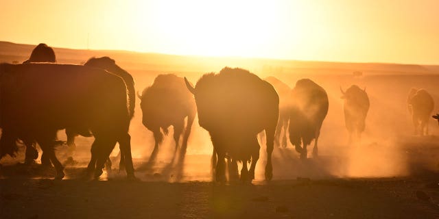 After nearing extinction, bison are making a comeback | Fox News