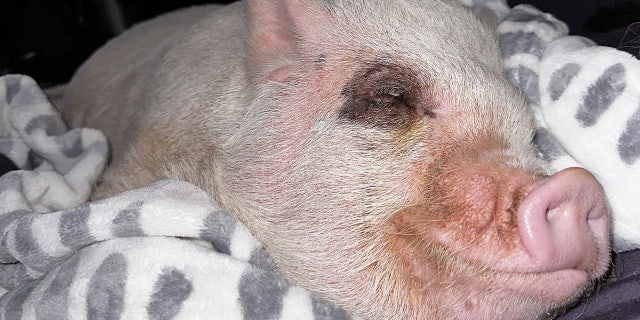 Pig hogs bed in Georgia woman's home: 'She steals my pillow' | Fox News