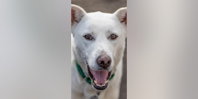 White shepherd dog in Hamptons looking for her forever home: 'Give her a chance' | Fox News