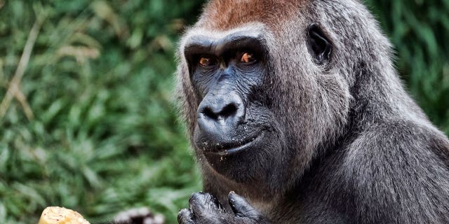Los Angeles Zoo's oldest gorilla, Evelyn, dies at 46 | Fox News