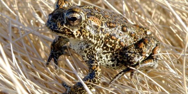 Biden admin. names Nevada toad endangered, hampering construction of ...