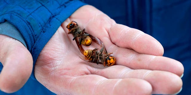 Washington state sees no northern giant hornets in 2022 | Fox News