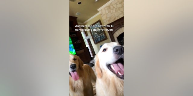 Pet owner has 13 golden retrievers: 'Happiness is an understatement' | Fox News
