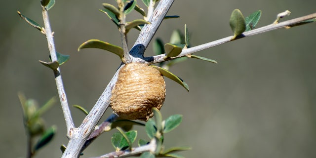 Christmas tree shockers: These creatures were hiding among their ...