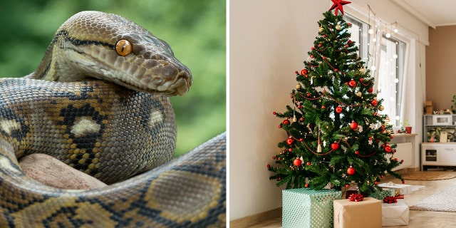 Christmas tree shockers: These creatures were hiding among their ...