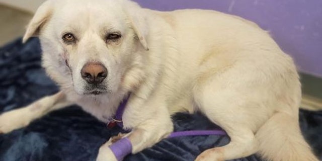 Texas stray dog 'miraculously' recovering after being shot eight times ...