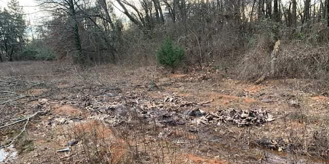 Arkansas dumping of hundreds of deer carcasses prompts investigation ...