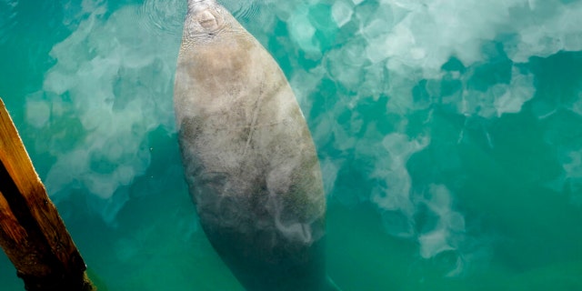 Florida manatees still dying off at concerning rate, experts caution ...