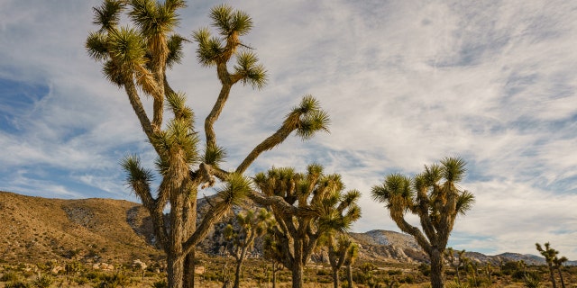 Southern California woman found dead after falling in Joshua Tree ...