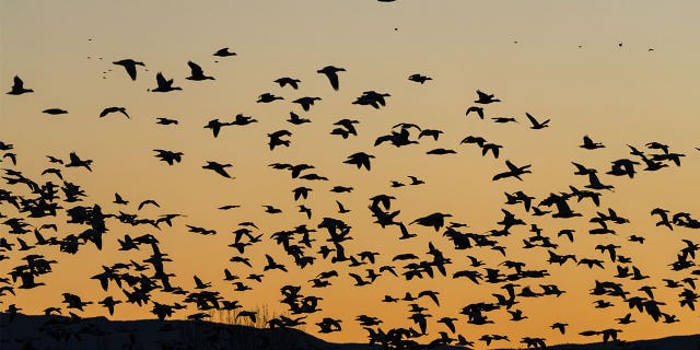Thousands of migratory birds dropped dead in NM, possibly due to ...