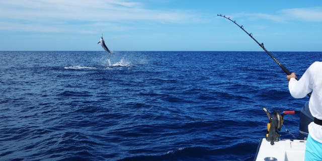 560-pound swordfish caught by North Carolina father and son: report ...