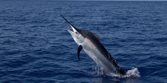 560-pound swordfish caught by North Carolina father and son: report ...