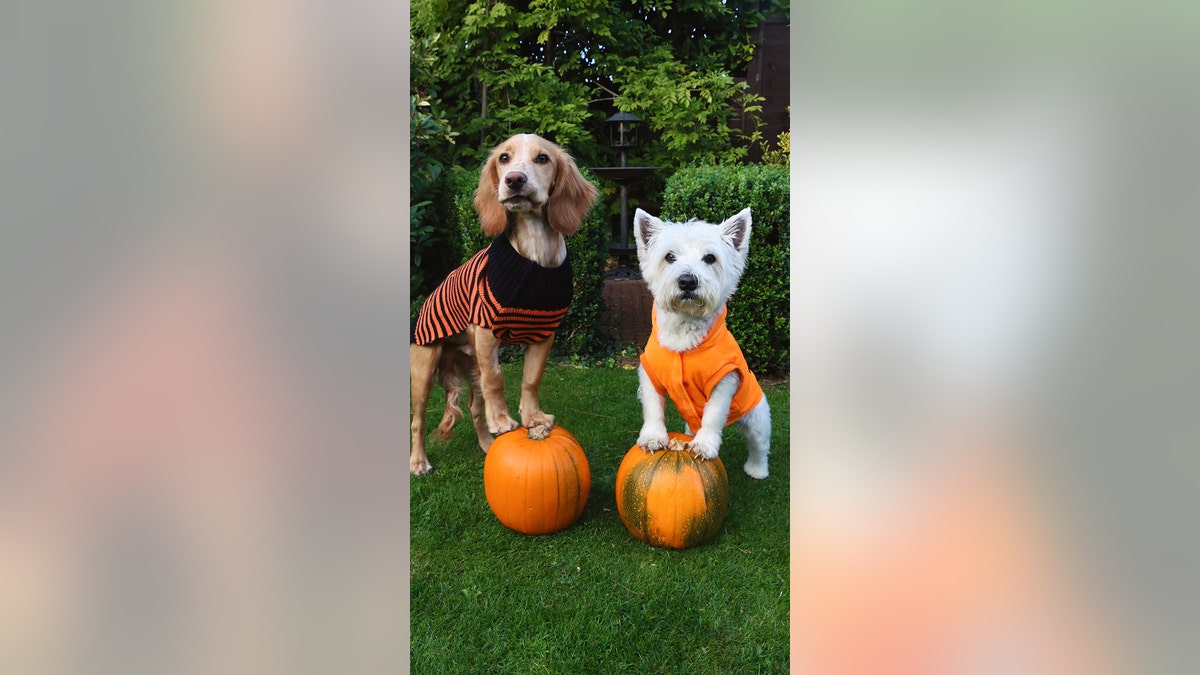 TikTok, Instagram influencer accused of ‘mistreating’ her dogs by ...