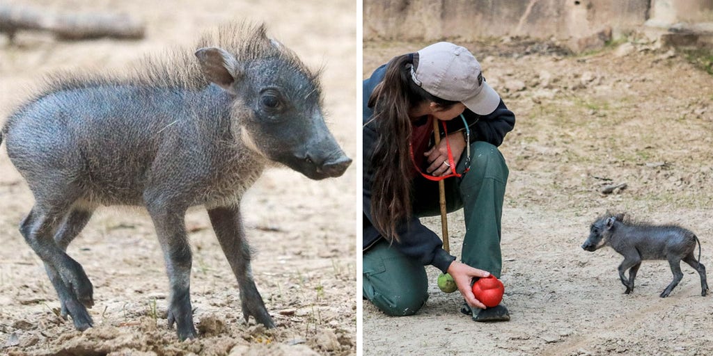 Baby Warthog Cute