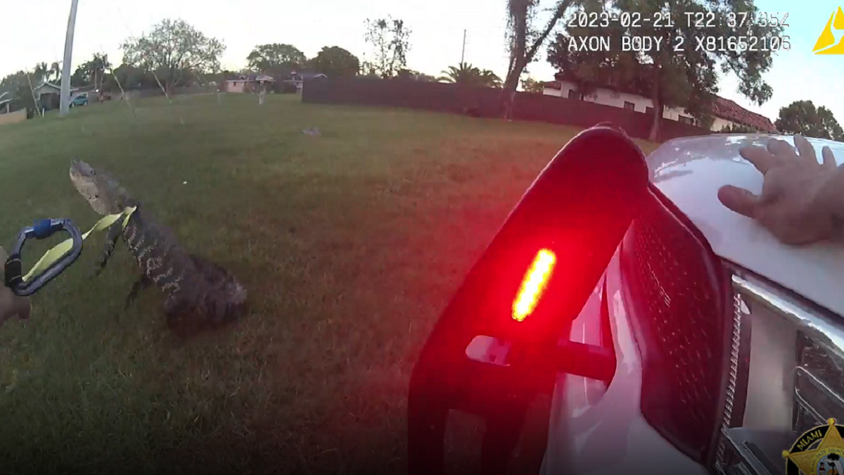 Bodycam video shows Florida police officer trapping wild alligator with ...