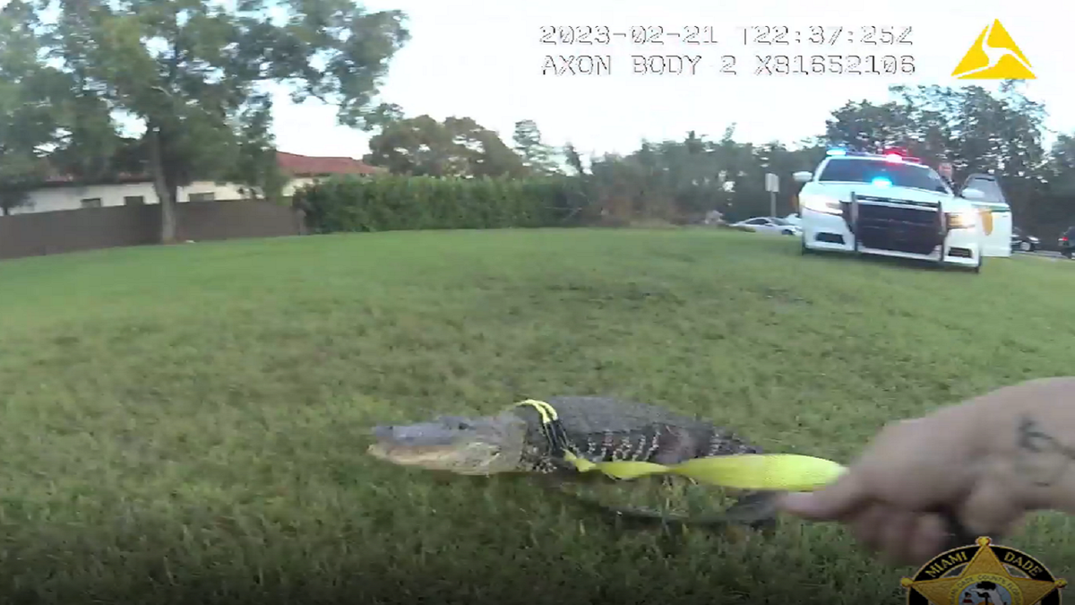 Bodycam video shows Florida police officer trapping wild alligator with ...