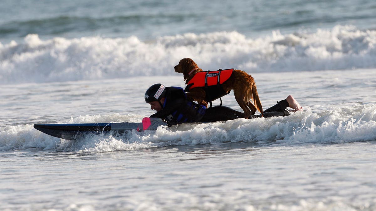 Ricochet, San Diego’s surfing therapy dog, dies at 15 | Fox News