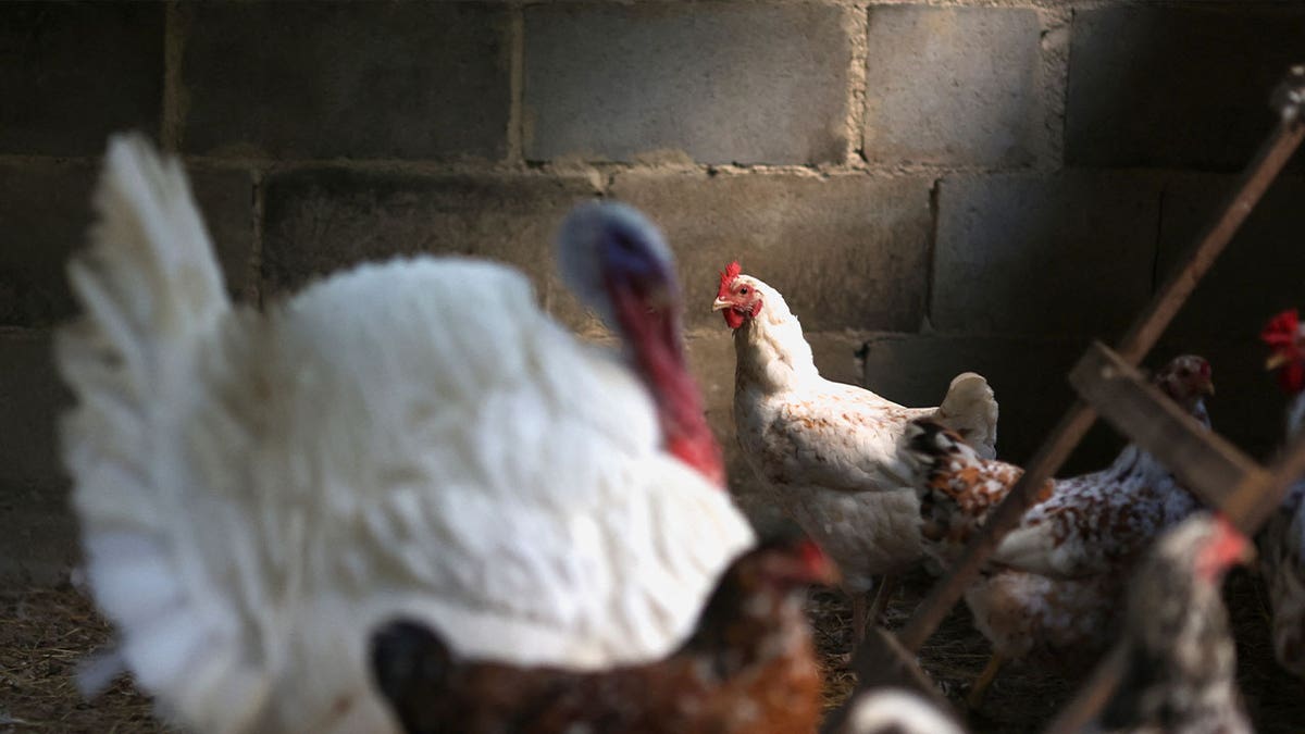 World’s largest chicken supplier, Brazil, unlikely to impose nationwide ... World’s largest chicken supplier, Brazil, unlikely to impose nationwide ...