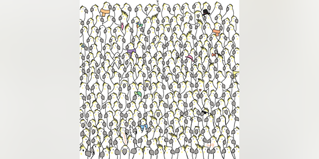 Brain teaser: Can you find four doves hidden among the cockatoos? | Fox ...