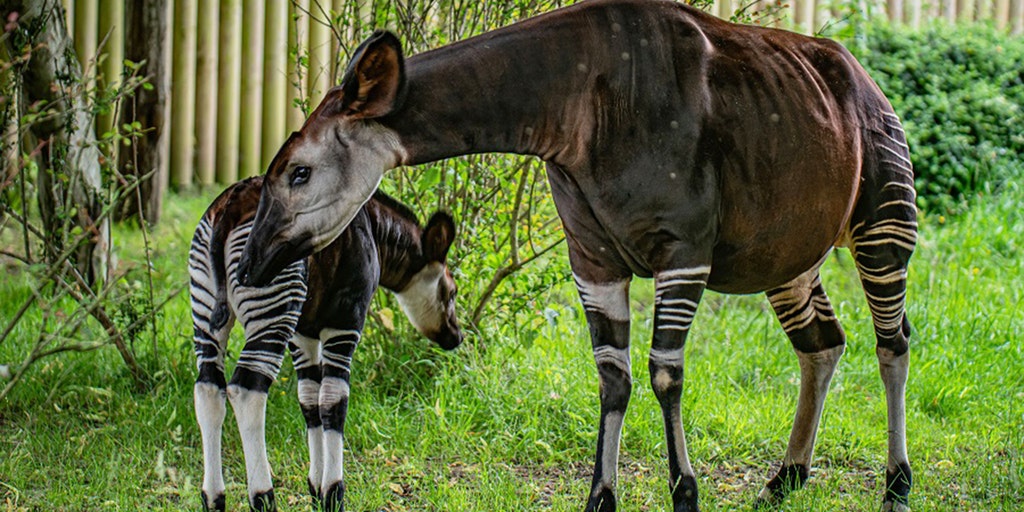 Zoos Around The World Celebrate Rare Births Travel Zoo News
