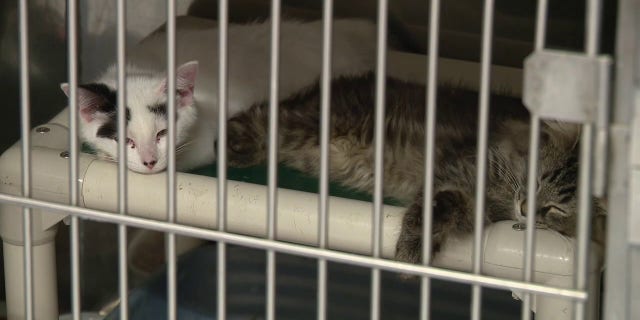 Nearly 100 Michigan cats up for adoption after being rescued from ...
