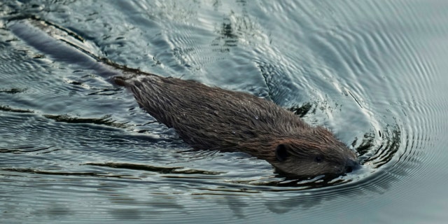 California beaver policy aims to tap ecological benefits, protect ...