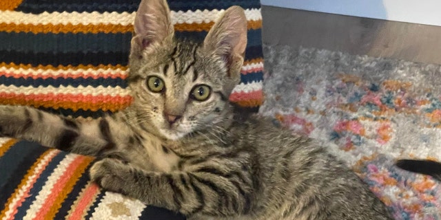 Tiny kitten discovered in heat wave seeks a home in Arizona | Fox News