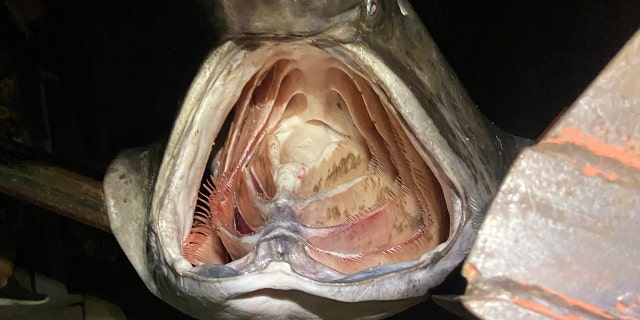 Arkansas fisherman pulls 165-pound paddlefish onto shore: 'Fish of a ...