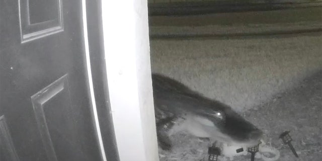 Florida Womans Doorbell Camera Captures Moment Alligator Approaches