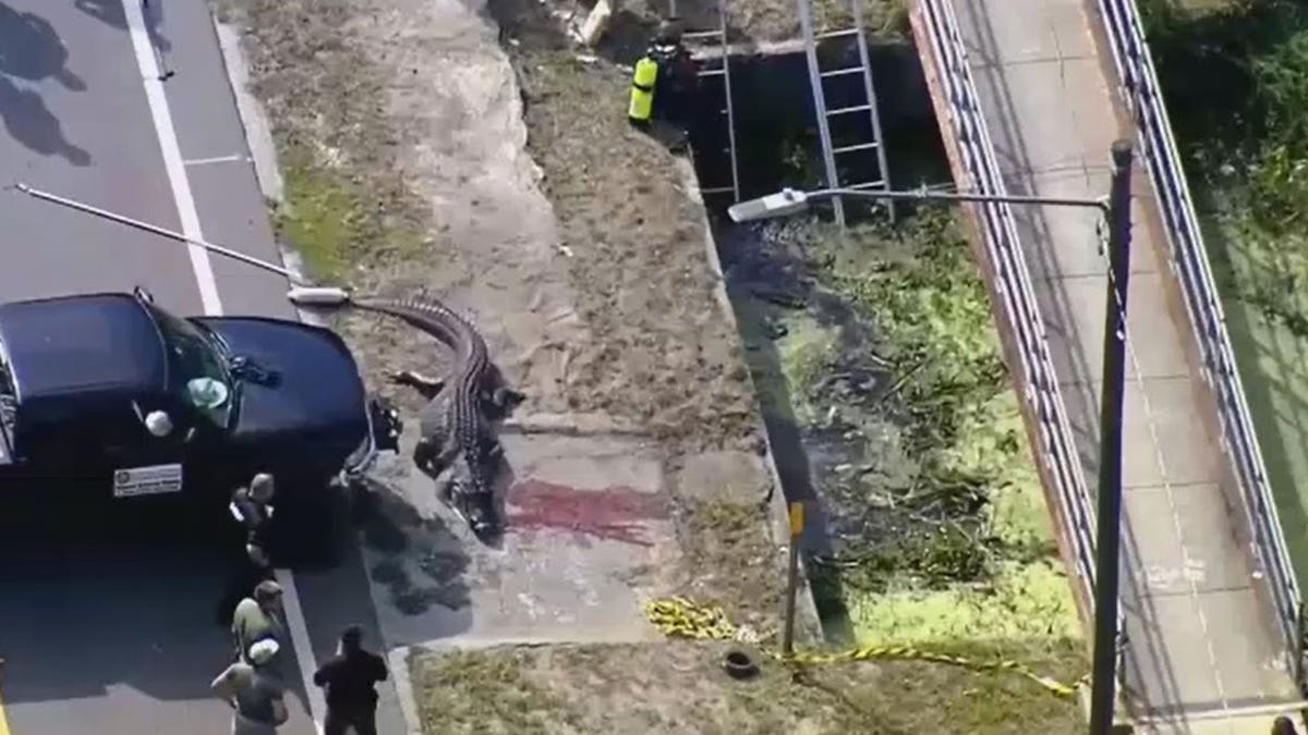 Florida alligator spotted with ‘body in his mouth’ | Fox News Florida alligator spotted with ‘body in his mouth’ | Fox News