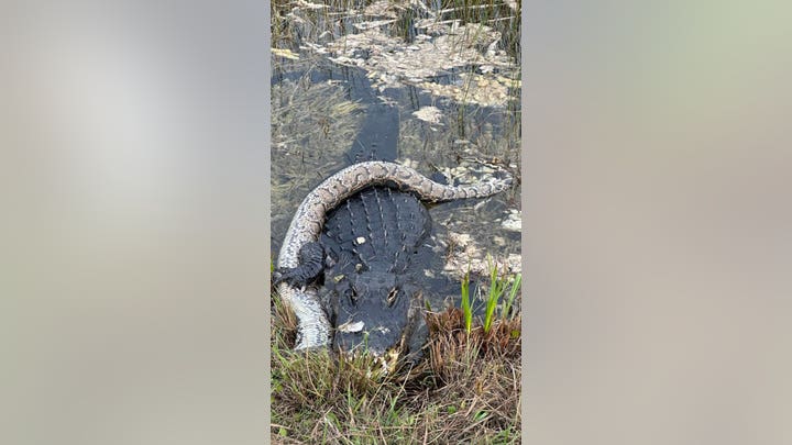 Florida alligator caught devouring ‘invasive’ python at Everglades ...