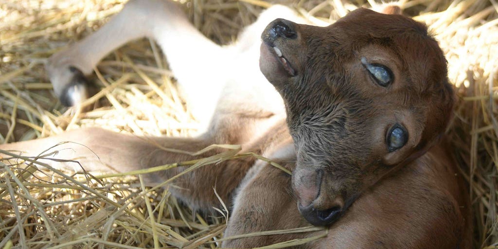 called polycephaly the condition of having more than one head was born ...