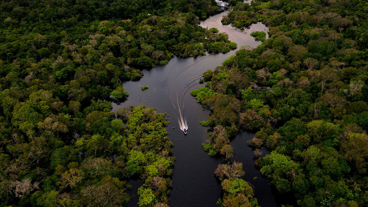 Amazon Duilleoga Crann Rainforest