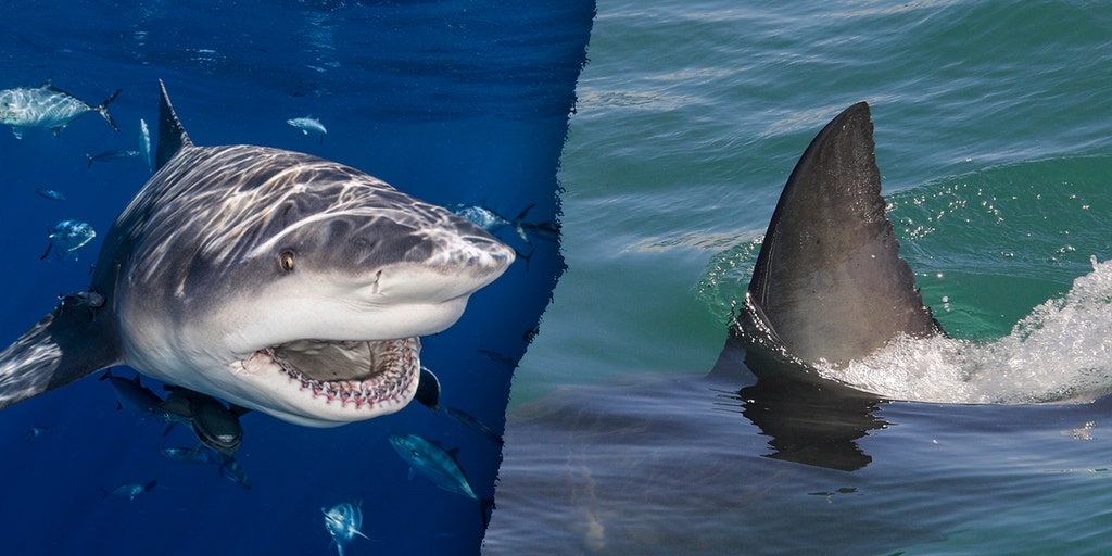 Megalodon Shark Sightings 2024