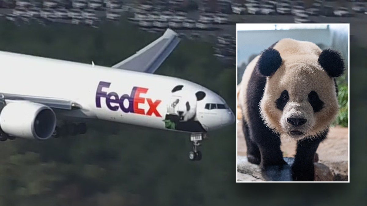 Panda Express Plane Never Been A Shipment Of This Magnitude': National