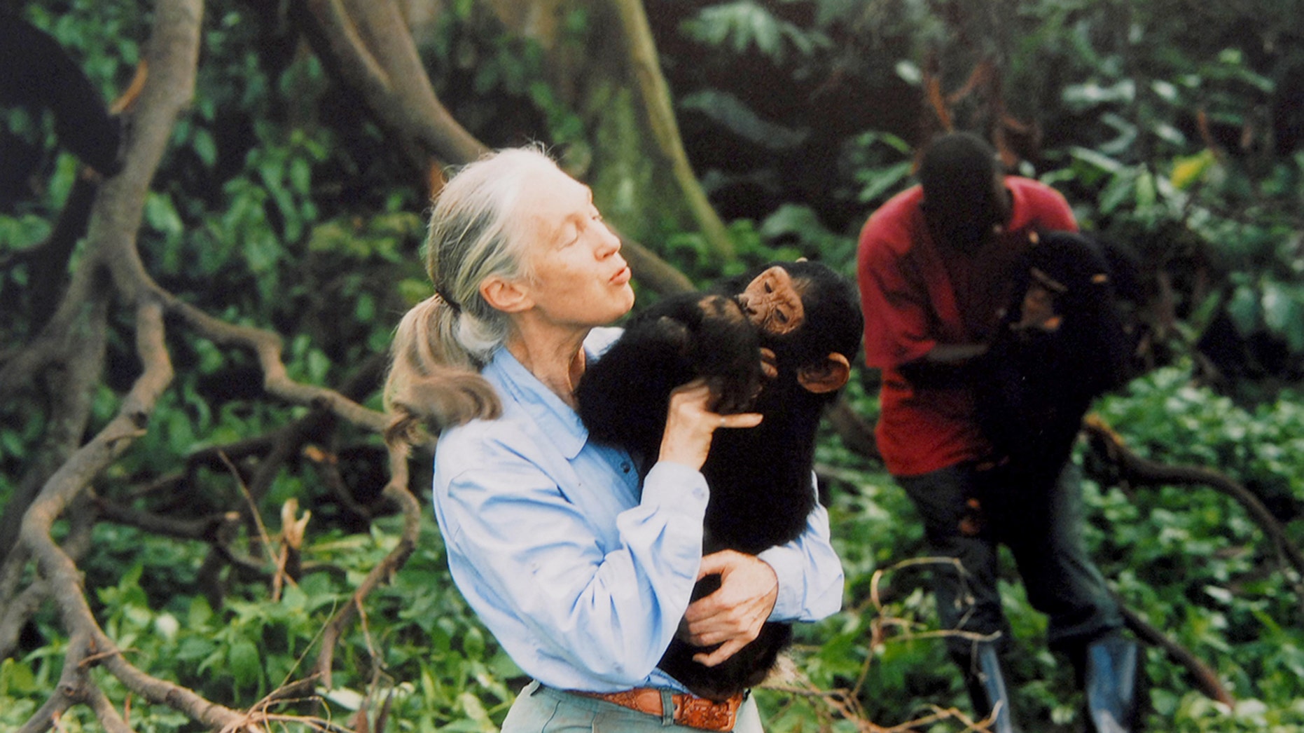 Jane Goodall, pioneer who discovered chimpanzees use tools, dead at 91 ...